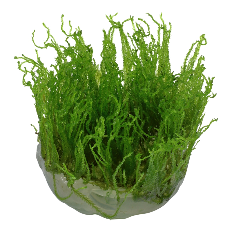 Taxiphyllum 'Taiwan Moss' - Taiwanmoos | In-Vitro | Tropica 1-2-Grow!