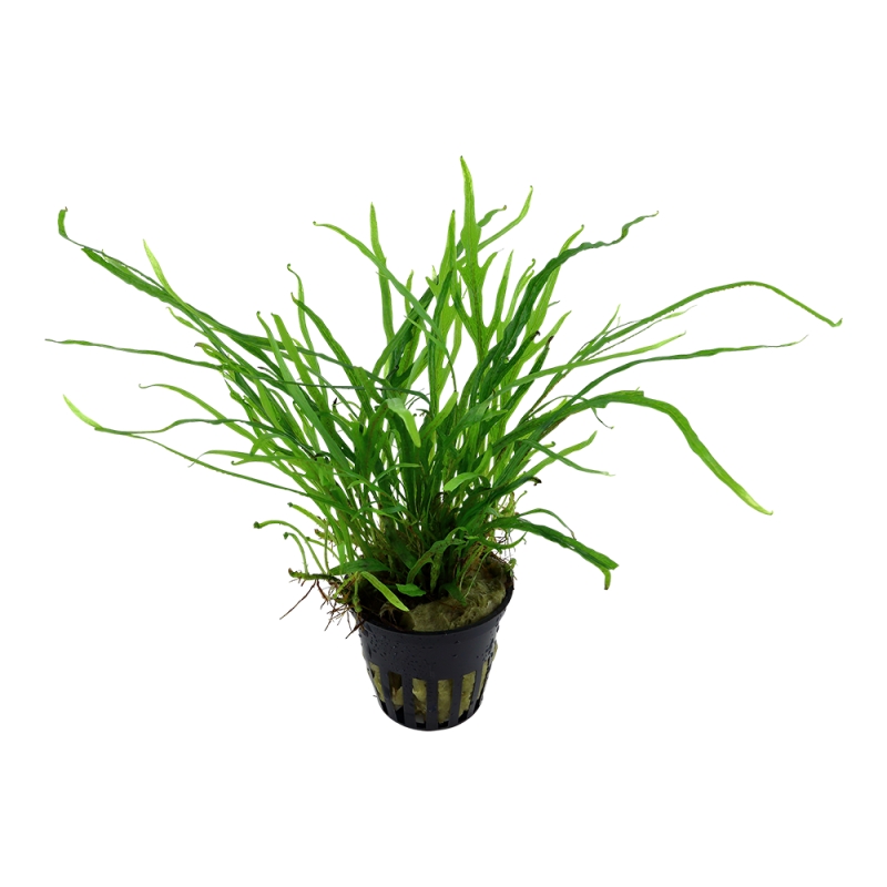 Microsorum pteropus Trident - Geweihartiger Javafarn | Tropica - Garne