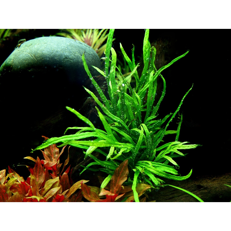 Microsorum pteropus Trident - Geweihartiger Javafarn | Tropica - Garne